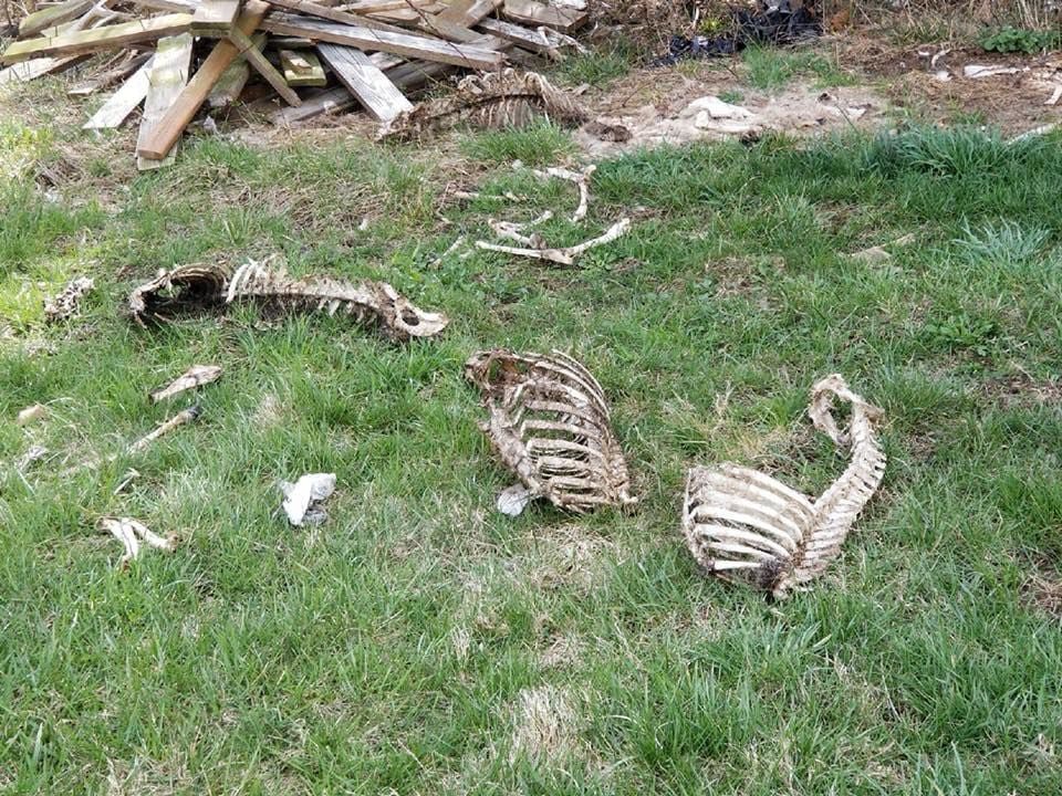 Four charged for dumping deer carcasses outside historic Leesburg ...