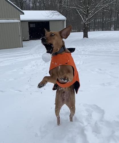 In Photos: Snow day fun! | News | loudountimes.com