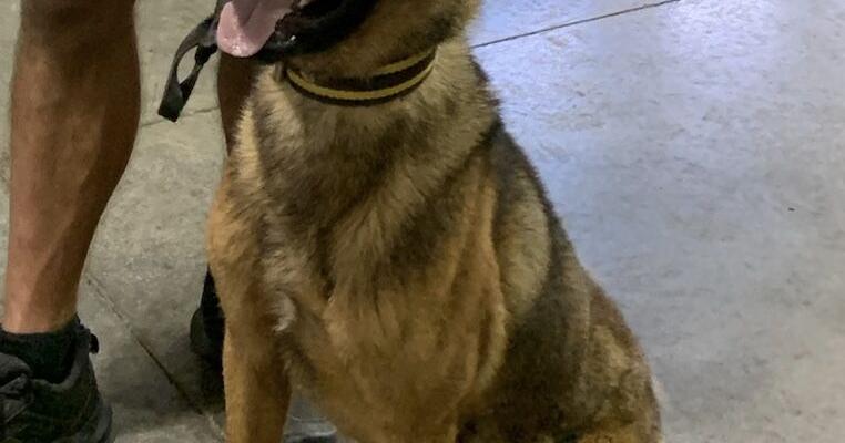 Leesburg Police introduce K-9 Riley to the team | Public Safety ...