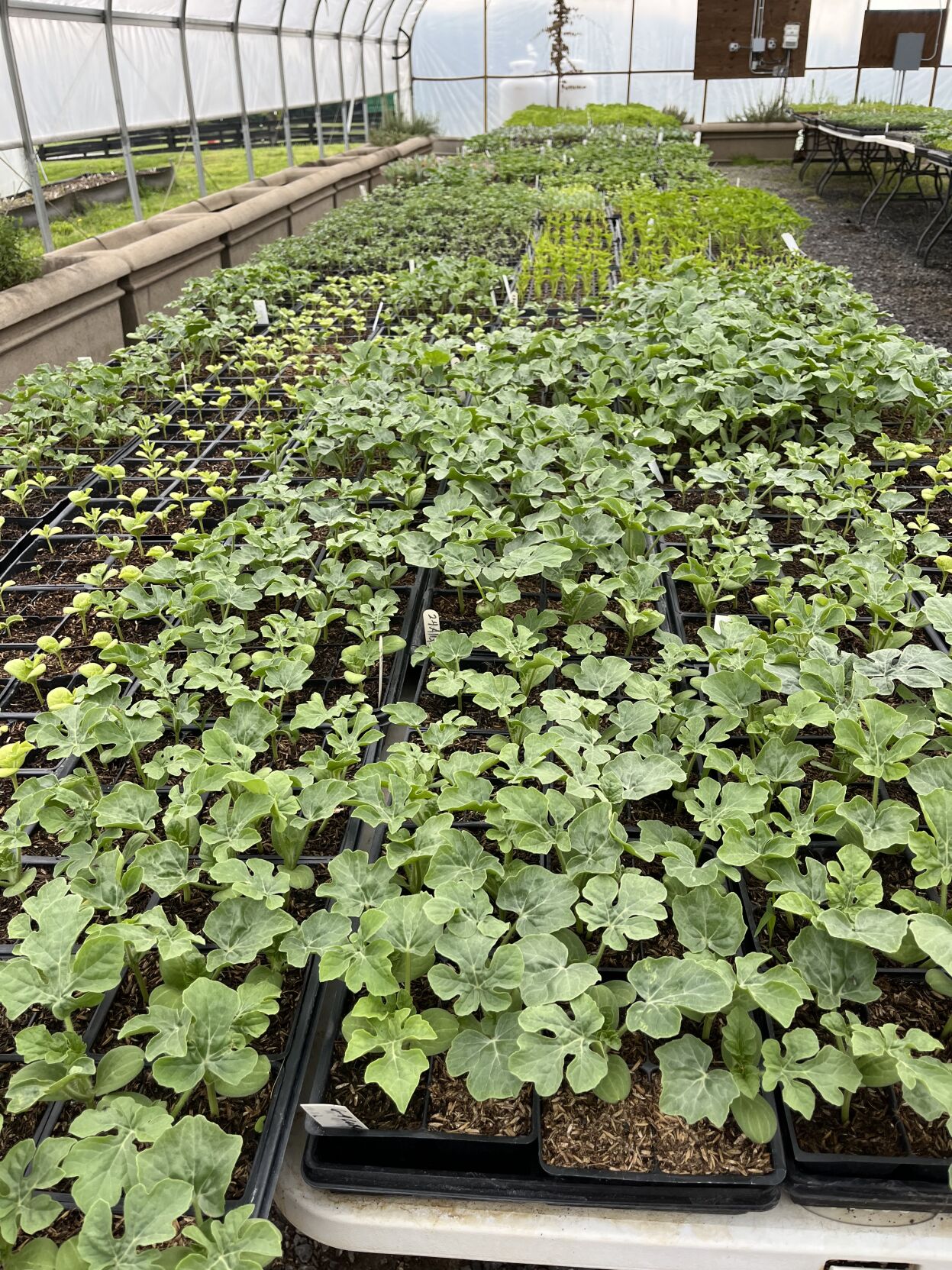 JK Community Farm launches growing season with volunteer plant-a-thon ...