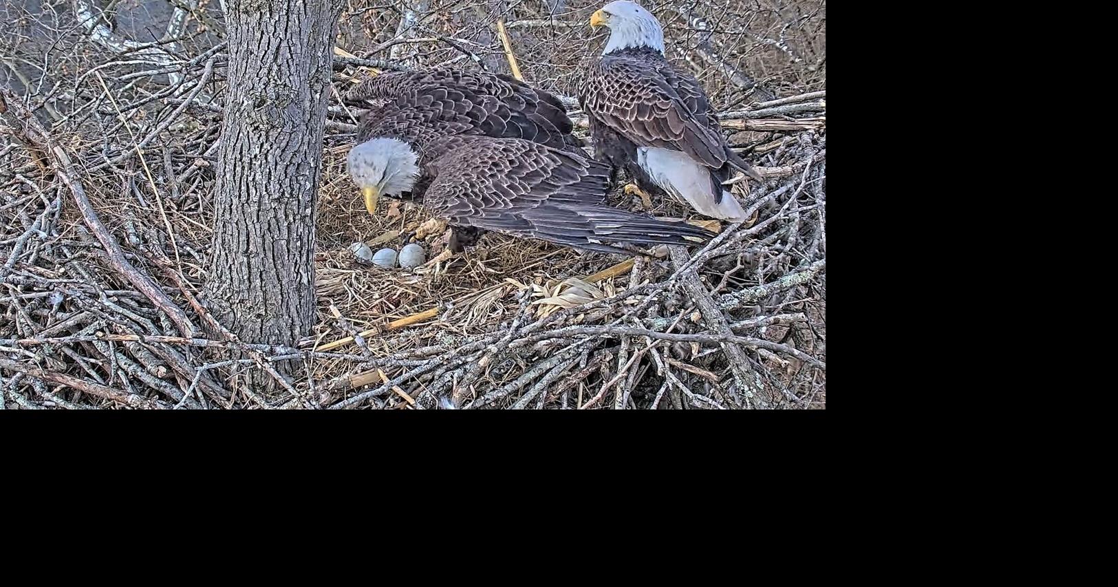 Trio of eagle eggs nearly ready to hatch in Dulles Greenway Wetlands ...