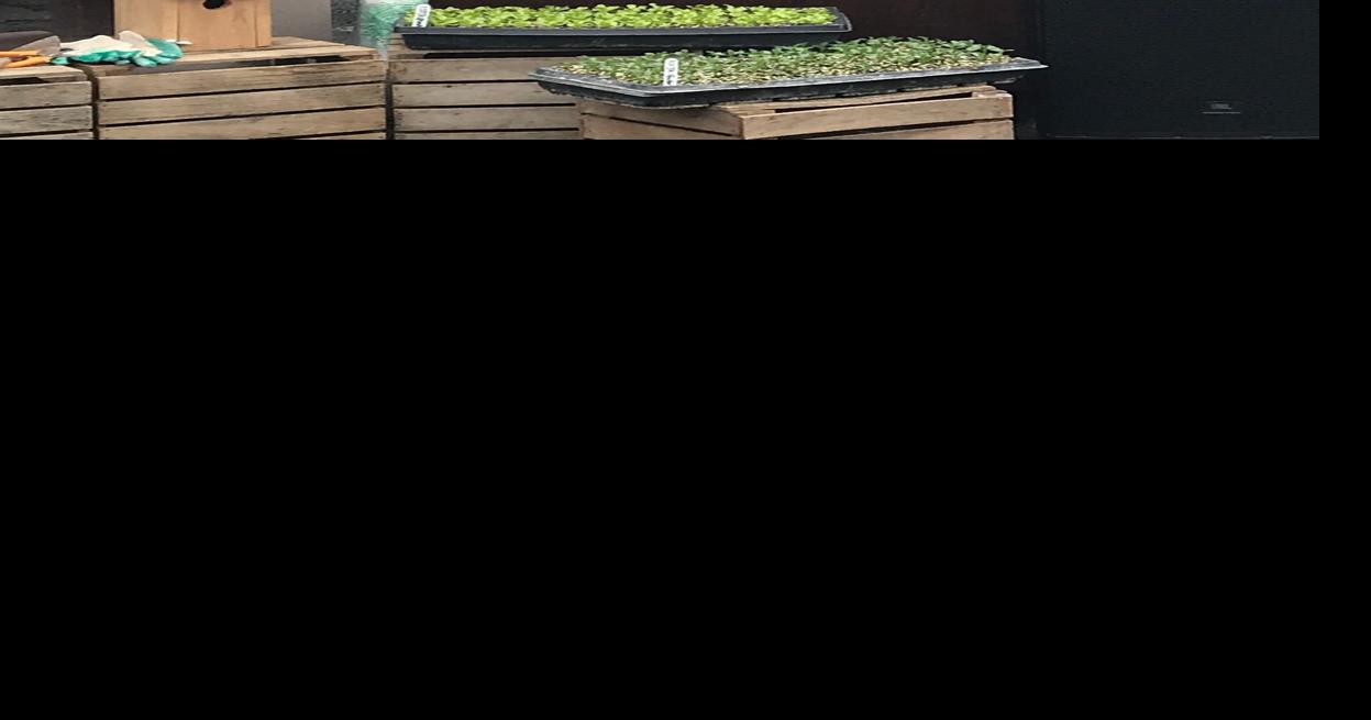 Giving back: JK Community Farm to grow food for neighbors in need ...