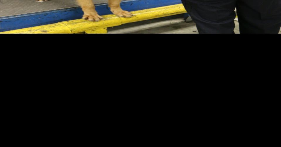 Dulles CBP K9 unit discovers four outbound marijuana shipments | News ...