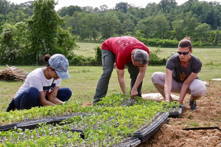 More than 18,000 seedlings planted during JK Farm's 'Plant-A-Thon ...