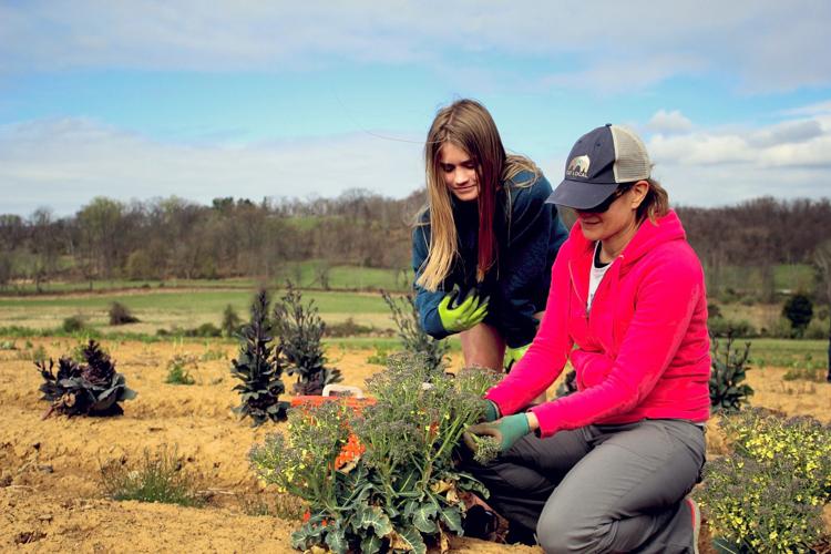 JK Community Farm sees growing demand from food pantries for locally ...
