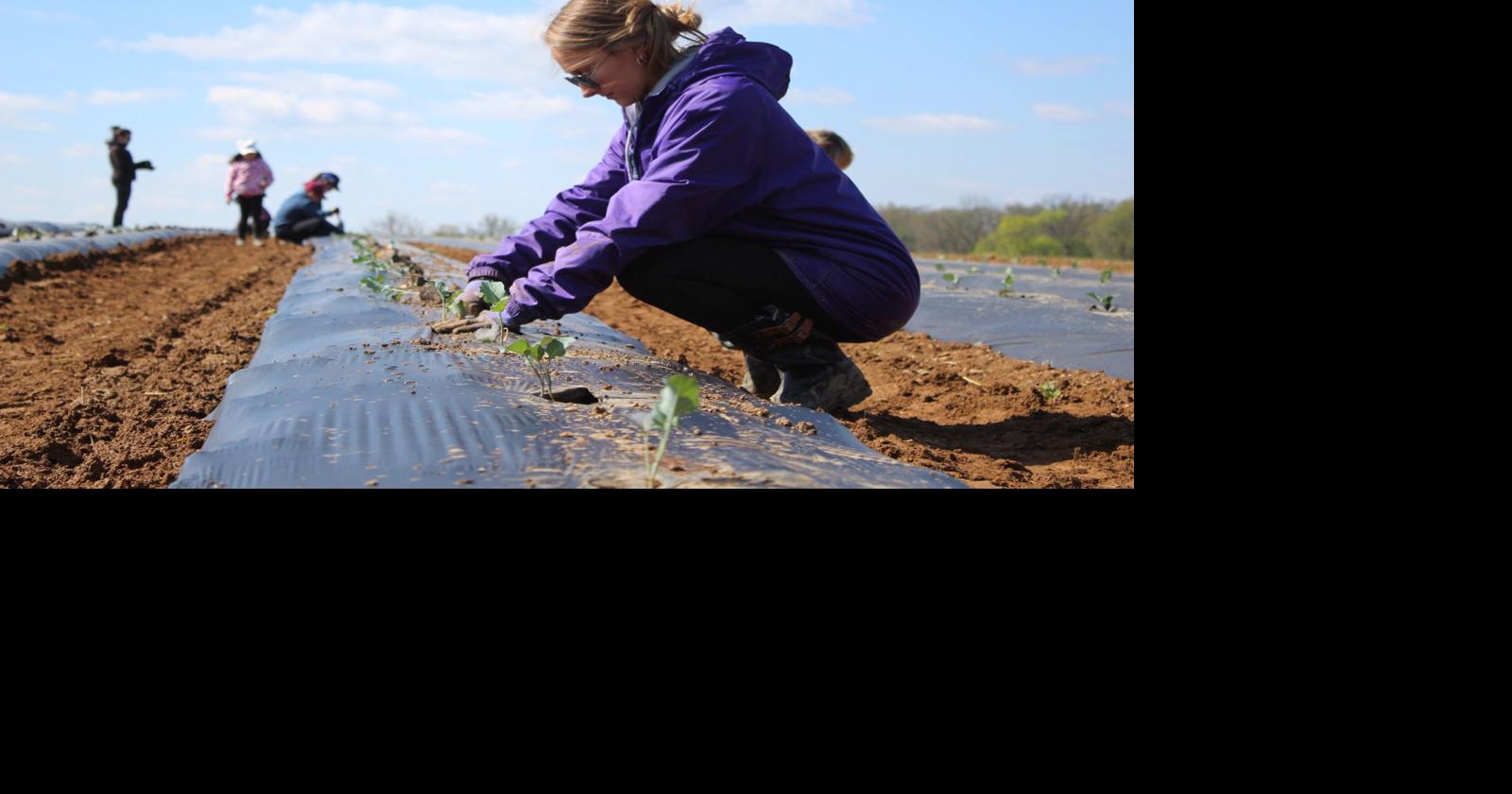 JK Community Farm sees growing demand from food pantries for locally ...