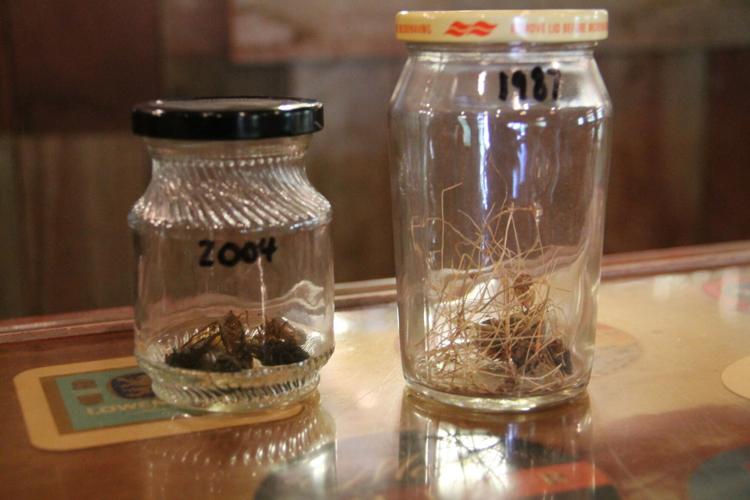 The kind of crunchy taco that will bug you; Loudoun prepares for cicada ...