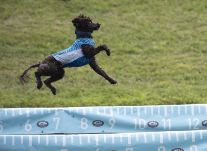 Photos: DockDogs make a splash with national qualifier event ...