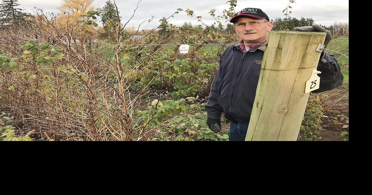 COUNTRY LIFE: Randy Honcoop retires from raspberry business | News ...