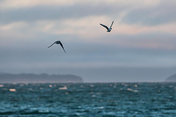 GALLERY: Discovering the hidden trail at Squalicum Beach | Sports ...