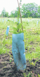 One millionth local CREP tree to be planted | News | lyndentribune.com