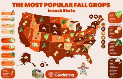 COUNTRY LIFE: Carrots are Washington’s most popular fall crop | News ...