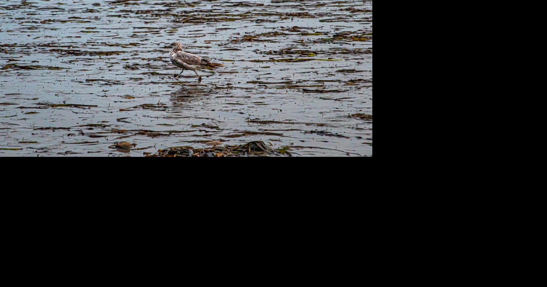 COLUMN: The rugged charm of Locust Beach | Sports | lyndentribune.com