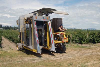 Where will all the raspberries go? | News | lyndentribune.com