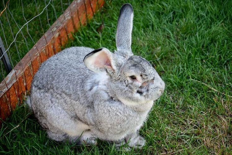 Rescued rabbits given new life in Whatcom | News | lyndentribune.com