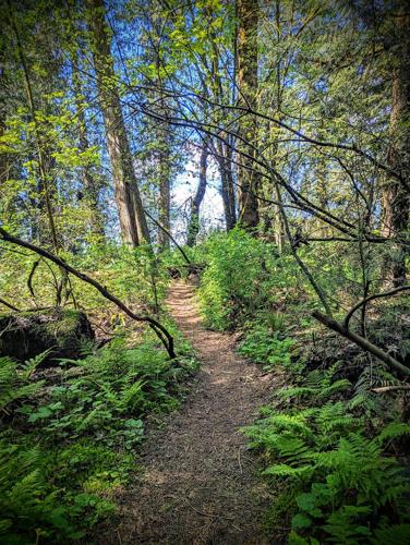A plethora of hiking trails in Whatcom County | News | lyndentribune.com