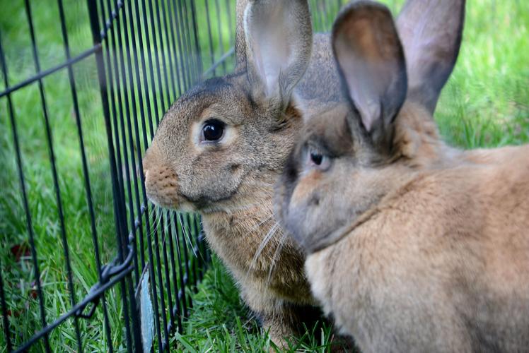 Rescued rabbits given new life in Whatcom | News | lyndentribune.com