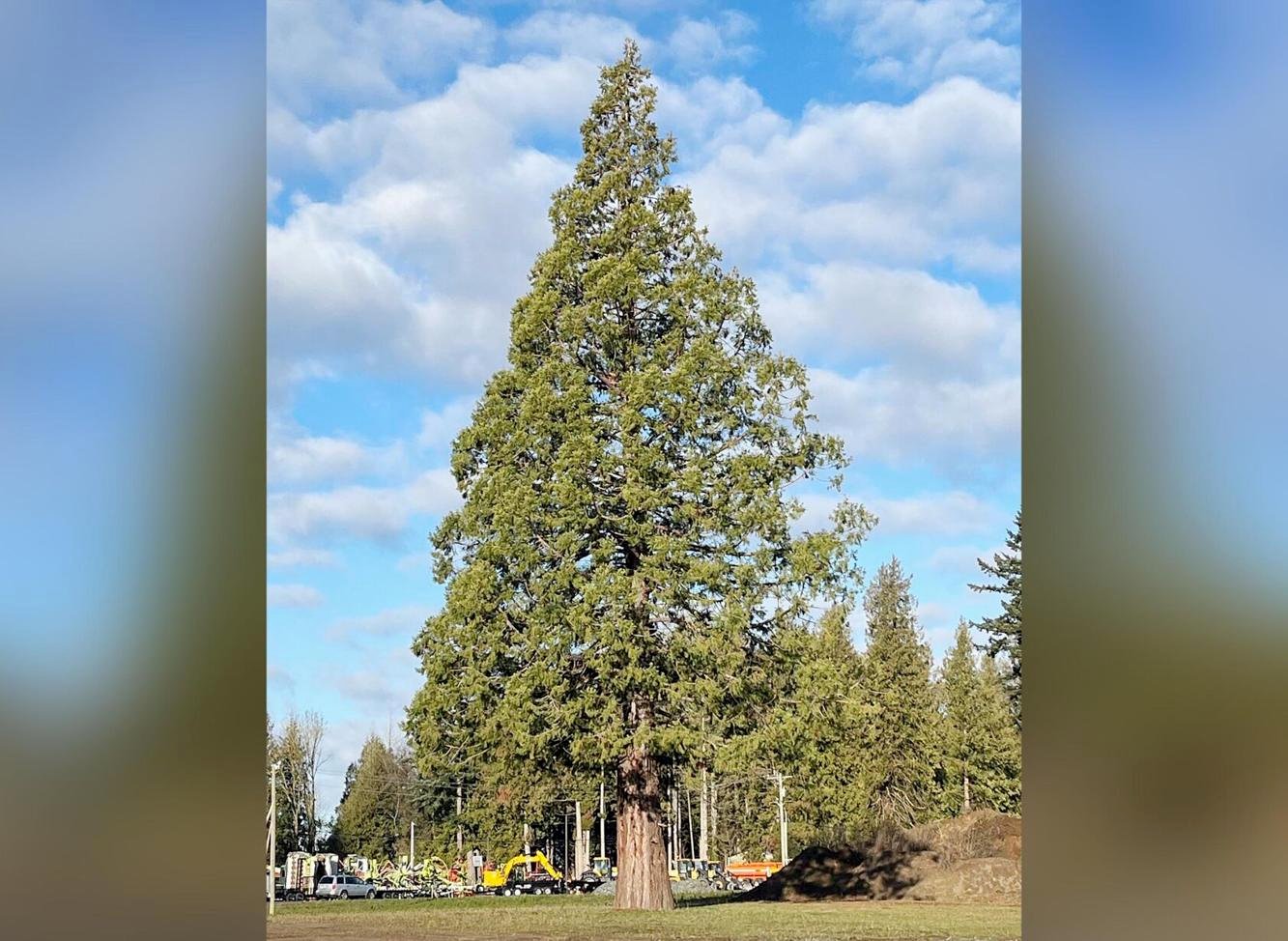 Saved Redwood tree has 70-year back story | News | lyndentribune.com