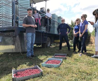 Raspberry yield down a second year | News | lyndentribune.com