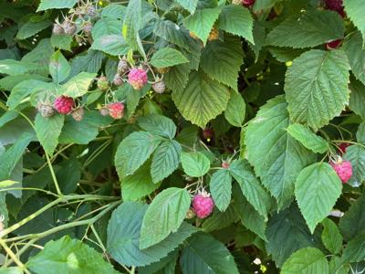 Raspberry yield edges up in 2023 | News | lyndentribune.com