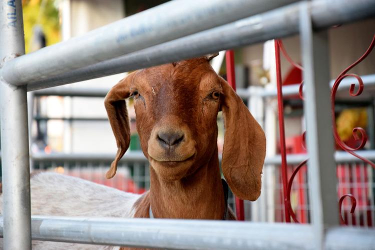 PHOTO GALLERY: The Northwest Washington Fair in pictures: Week 1 ...