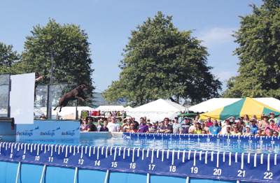 NWWA Fair has it all: Baby pigs, fast dogs, big slow tortoises | News ...