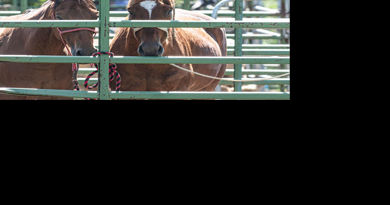Sumas Junior Rodeo | | lyndentribune.com