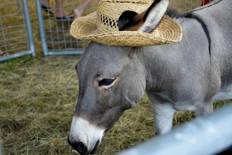 PHOTO GALLERY: The Northwest Washington Fair in pictures: Week 1 ...