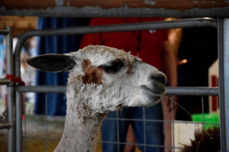 PHOTO GALLERY: The Northwest Washington Fair in pictures: Week 1 ...