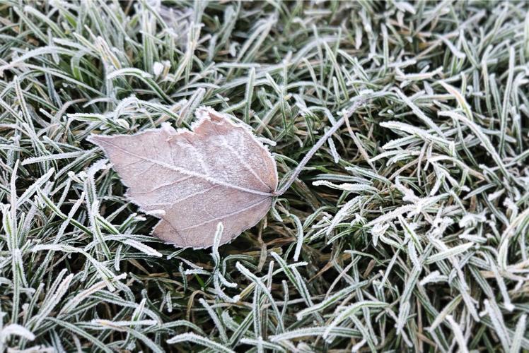 COUNTRY LIFE: The garden is a work in progress | News | lyndentribune.com