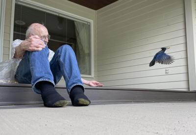 Alvin De Jong and the Steller’s Jay: The story continues | News ...