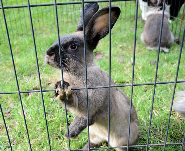 Rescued rabbits given new life in Whatcom | News | lyndentribune.com