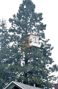 A sky-high treehouse | News | lyndentribune.com