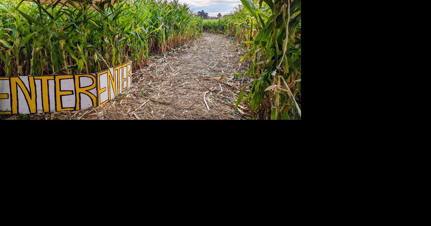 Corn Maze raises funds for Lynden FFA boosters | | lyndentribune.com