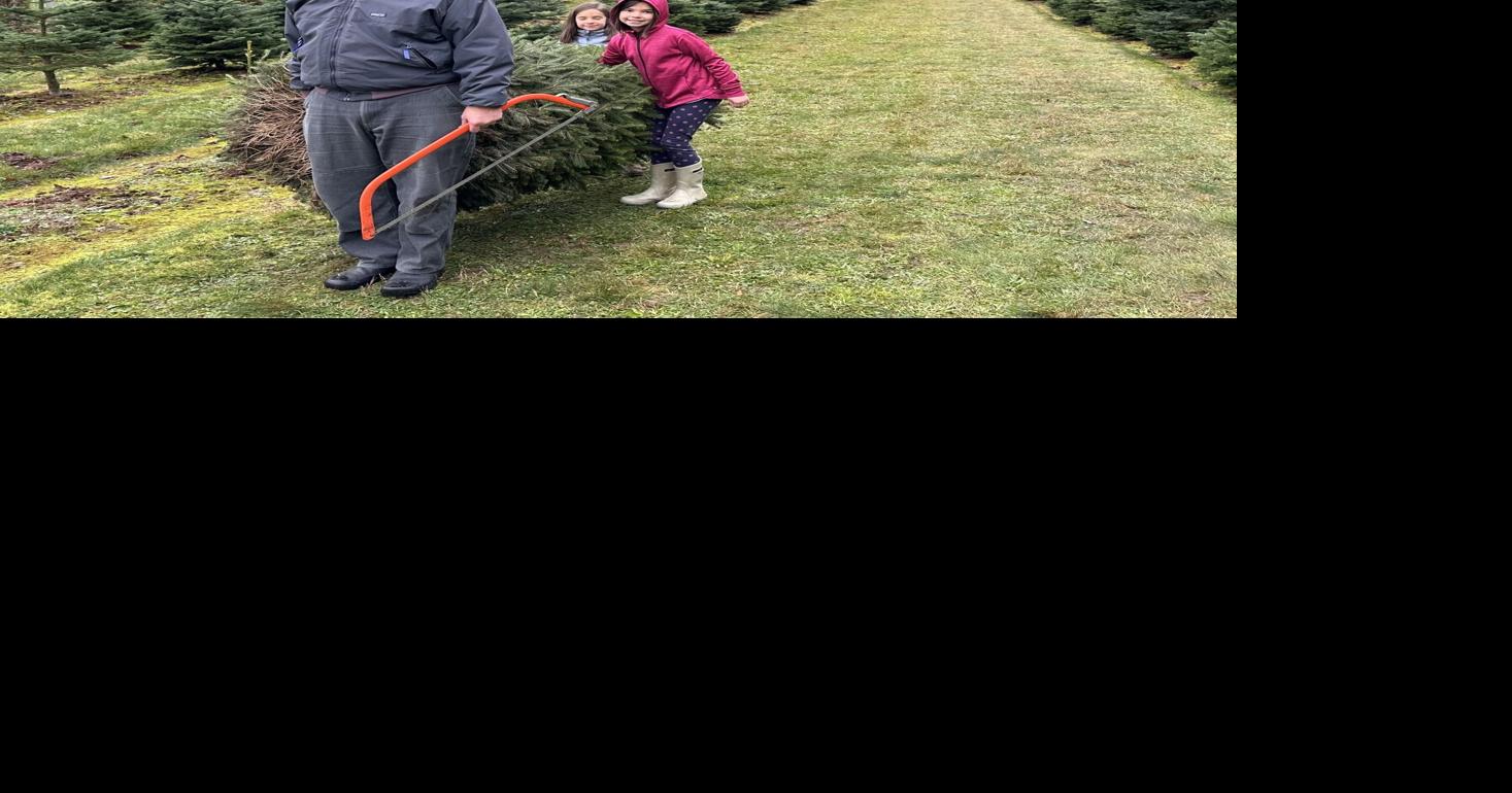 PHOTO GALLERY: Choosing a Christmas tree at the tree farm ...