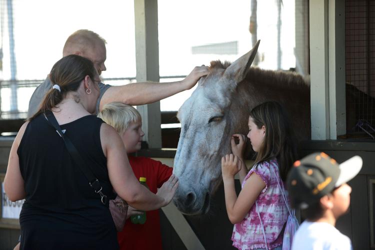 PHOTO GALLERY: The Northwest Washington Fair in pictures: Week 2 ...