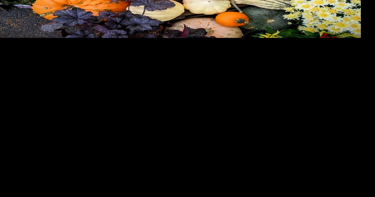 Pumpkin fields for fall family fun across North Whatcom County ...