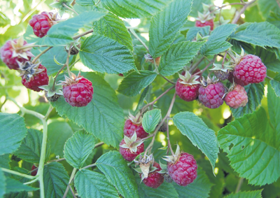 Raspberry yield has dropped sharply | News | lyndentribune.com