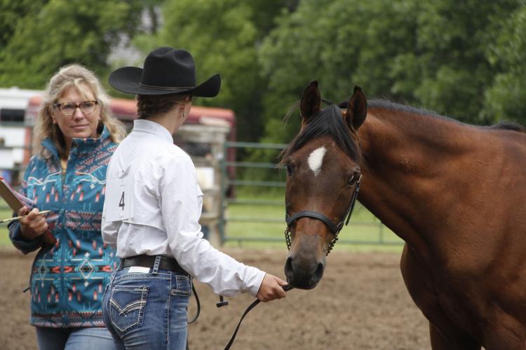 Horse showmen take home ribbons after annual competition | Local News ...