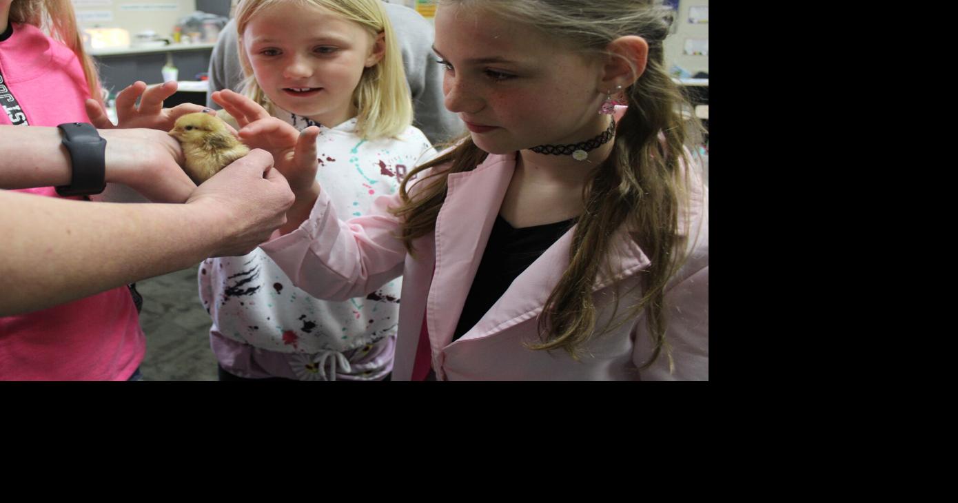 All smiles: Chester students welcome new chicks to the world | Local ...