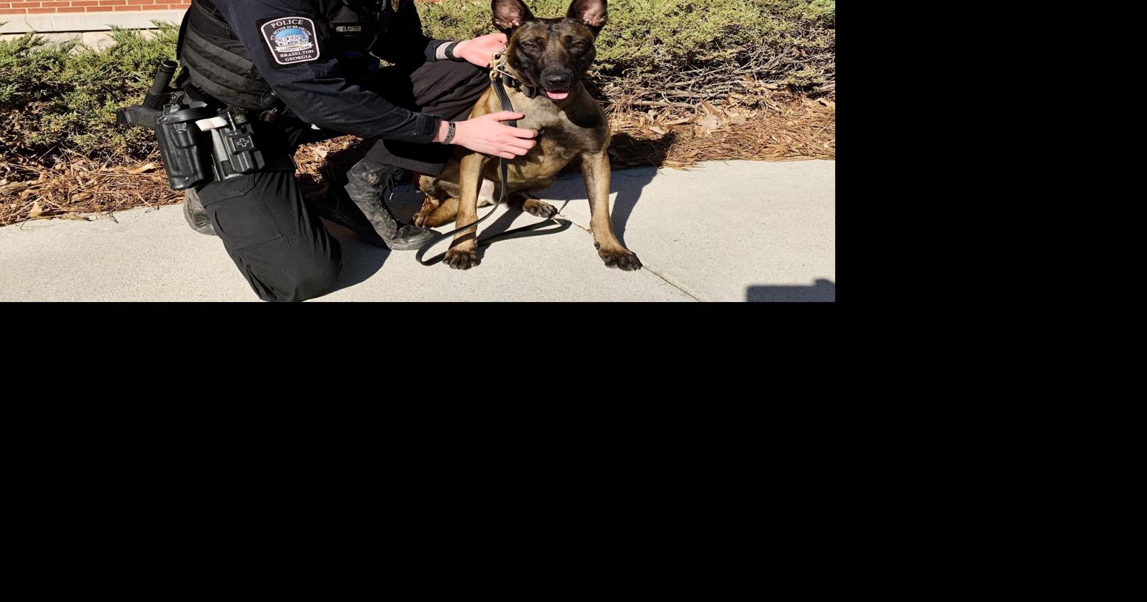 Law-Man’s best friend: Braselton PD welcomes ‘Hulk,’ the agency’s first ...