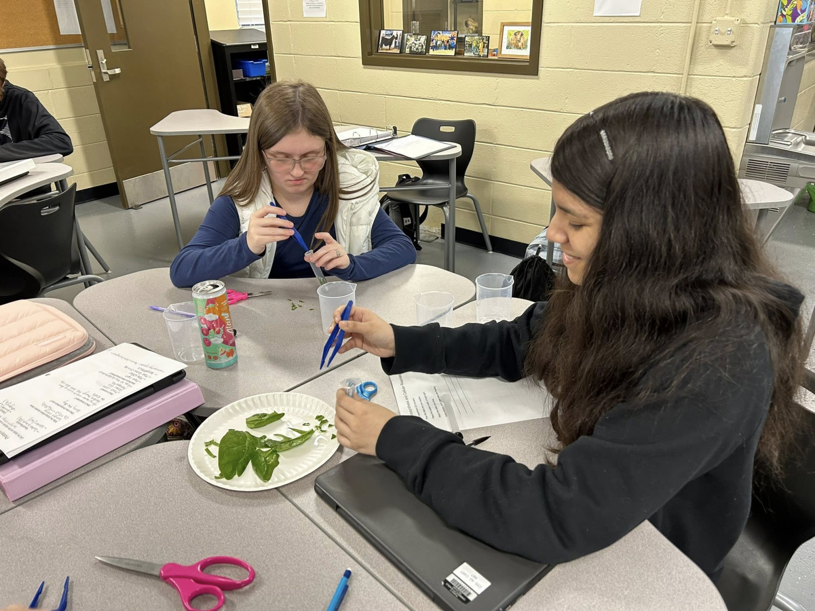 CHS horticulture class holds lab | School | mainstreetnews.com