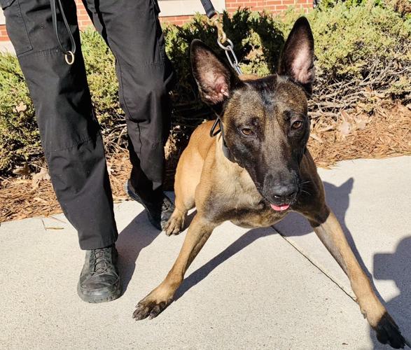 Law-Man’s best friend: Braselton PD welcomes ‘Hulk,’ the agency’s first ...