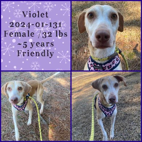 Barrow's adoptable pets of the week | News | mainstreetnews.com