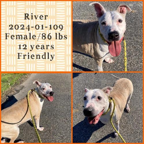 Barrow's adoptable pets of the week | News | mainstreetnews.com