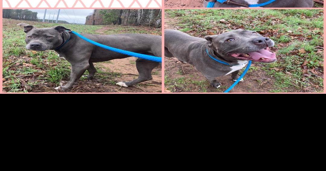 Barrow County adoptable pets of the week | News | mainstreetnews.com