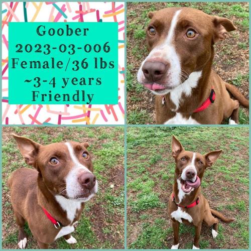 Barrow County adoptable pets of the week | News | mainstreetnews.com