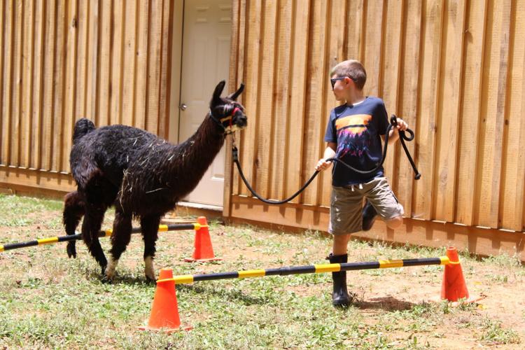 Chilean Farms of Jefferson hosts summer 2024 4-H Llama Camp | Features ...