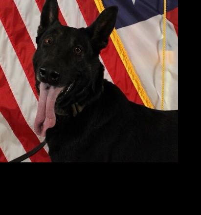 BCSO K-9 receives heat alarm and kennel insert | Public Safety ...