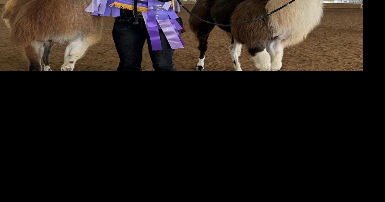 Love of Llamas team competes at Georgia National Fair | Features ...